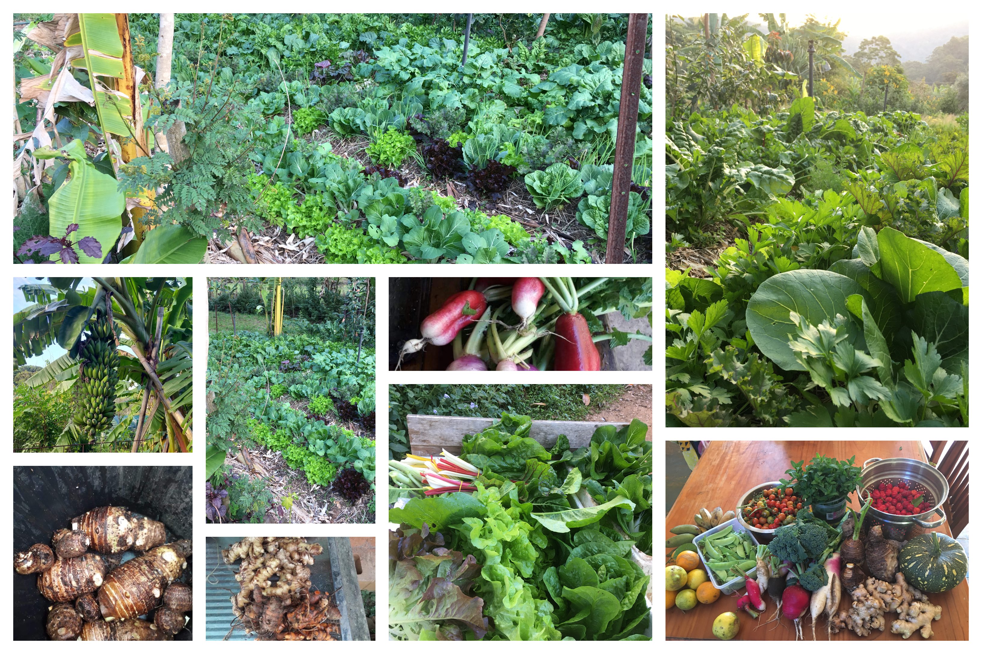 Online Permaculture Design Certificate Course - continuing intake ...